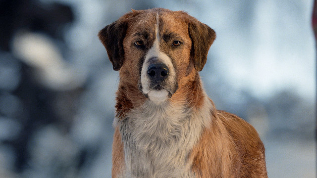 The Call Of The Wild Dog
